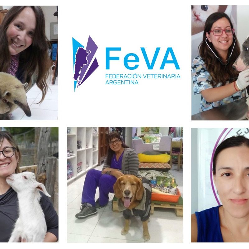 Información general – Feva