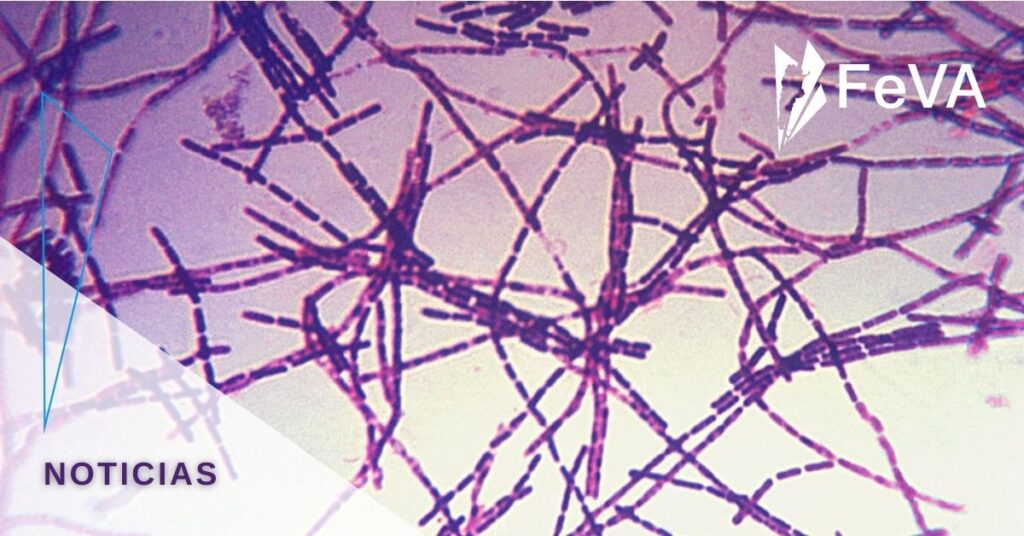 Carbunco: prevención y control – Feva