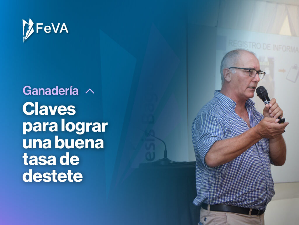 Claves para lograr una buena tasa de destete – Feva